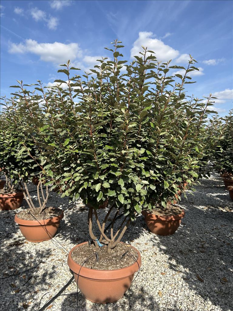 elaeagnus ebb compacta ciotola 55 lt 40 h 100 125 cm paracadute