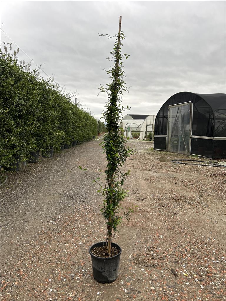 rhyncospermum trachelospermum jasm rose clt 10 h 150 200 cm