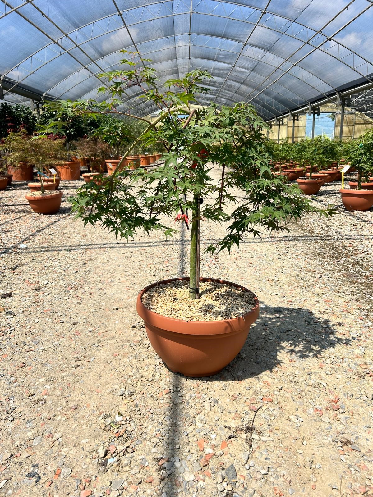 acer palmatum cascade ruby ciotola 40 lt 25 1 / 4 std inn testa